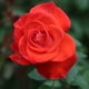 Heirloom Roses - Smokin’ Hot™ Hybrid Tea Rose Plant , Repeat Blooming ...