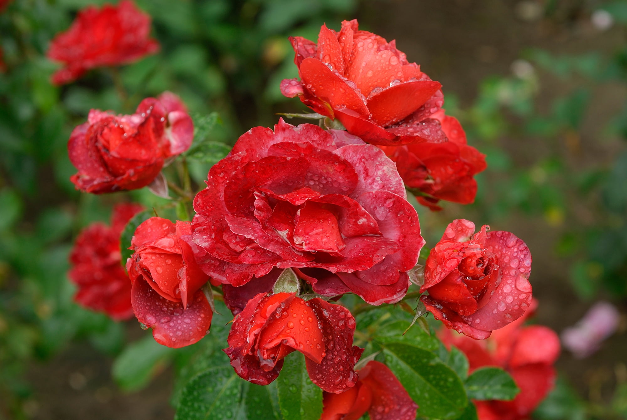 Hot Cocoa Rose - Chocolate Blooms, Sweet Fragrance - 4" Pot - Walmart.com