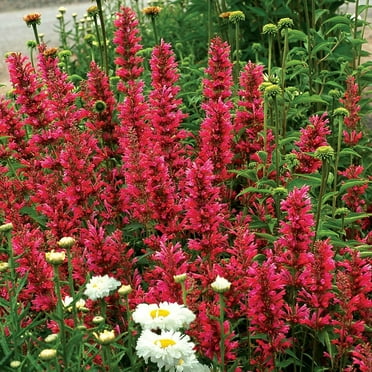 Agastache Aurantiaca Fragrant Delight Mexican Hyssop Flower Seed Mix ...