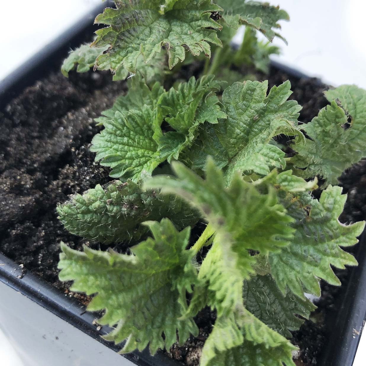 Nettle Plant - Live Stinging Nettle Plant, Urtica dioica - Live Nettles ...