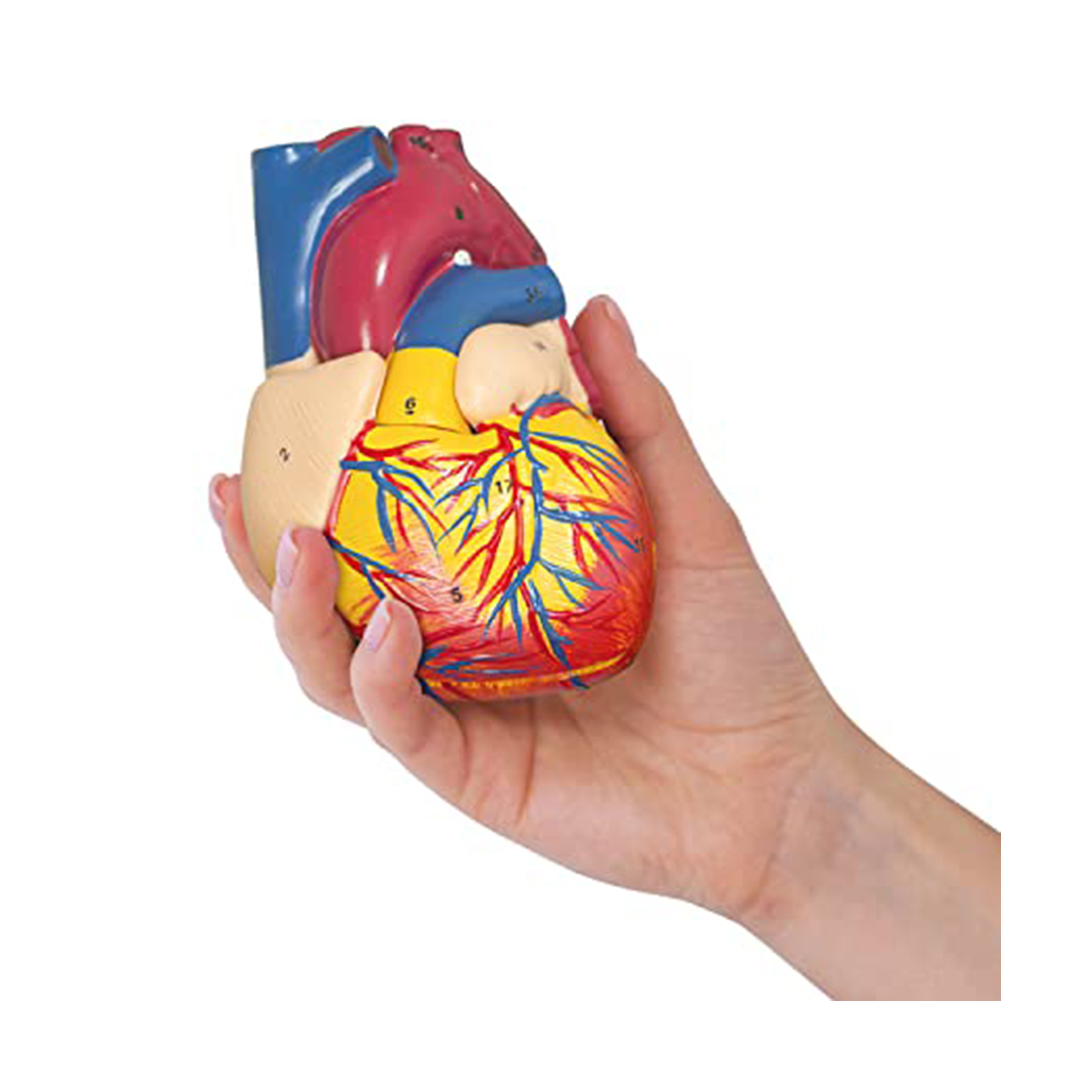 Heart Model, 2-Part Deluxe Life-Size Human Heart Australia | Ubuy