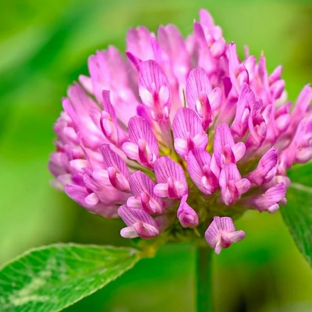 Medium Red Clover - 1 OZ ~16,000 Seeds - Non-GMO, Open Pollinated ...