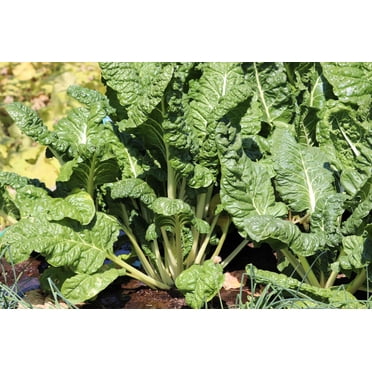 250 *Seeds BARESE SWISS CHARD White Rib Perpetual Spinach Beta Vulgaris ...
