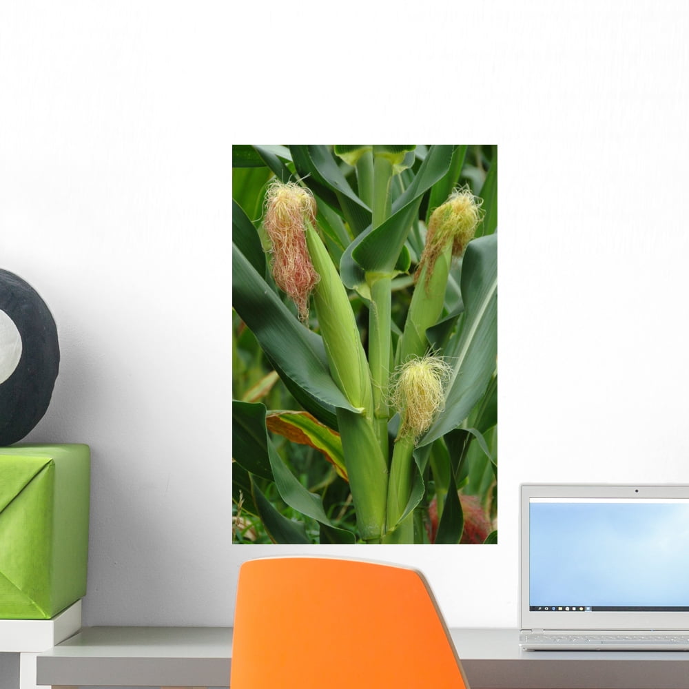 Corn Stalk Corn Field Wall Mural by Wallmonkeys Peel and Stick Graphic ...