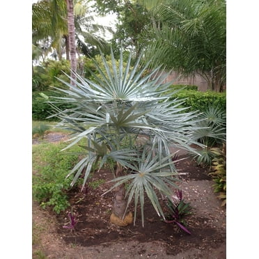 Satake Palm - Live Plant in a 3 Gallon Growers Pot - Satakentia ...