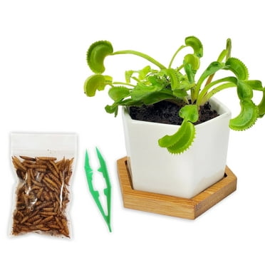3 Different Carnivorous Plants Venus Fly Trap, Pitcher Plant, and ...