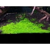 Java Moss - Easy Live Fresh Water Aquatic Plant for Fish Tank, Floating ...