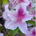 Azalea George Tabor 1 Extra Large 3 Gallon Plant Elegant & Fragrant ...