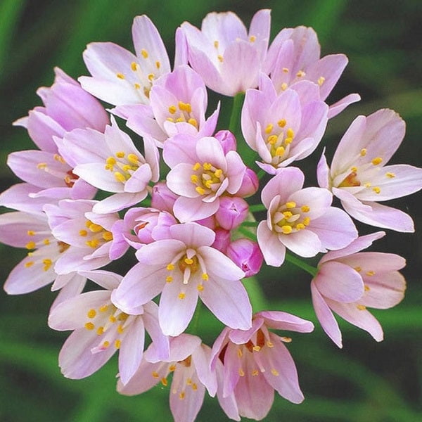 Pink Allium