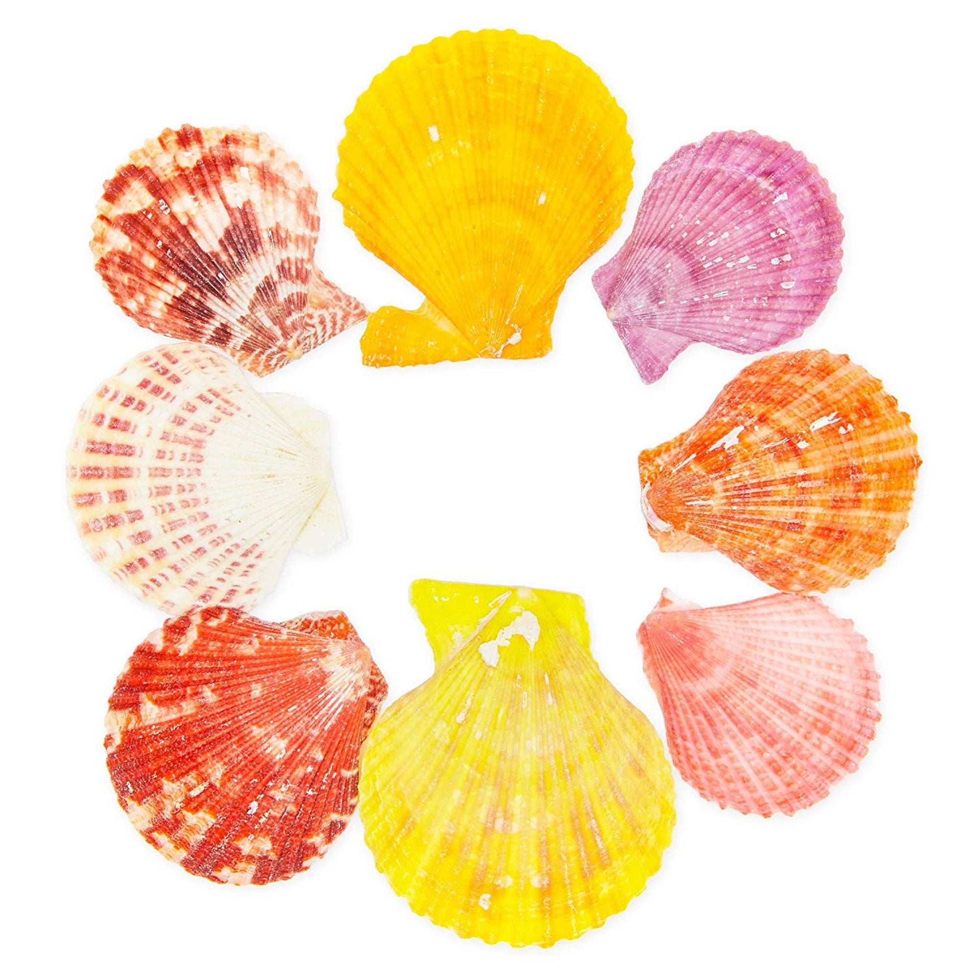 Rocks & Geodes Home & Living Beach Shells Seashells For Crafting Beach ...