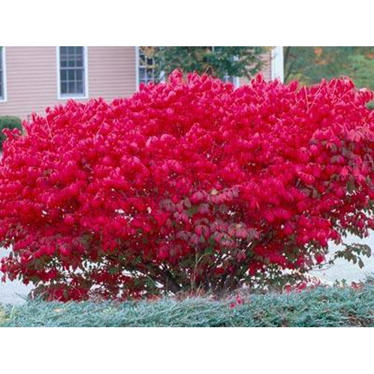 Dwarf Burning Bush Plant