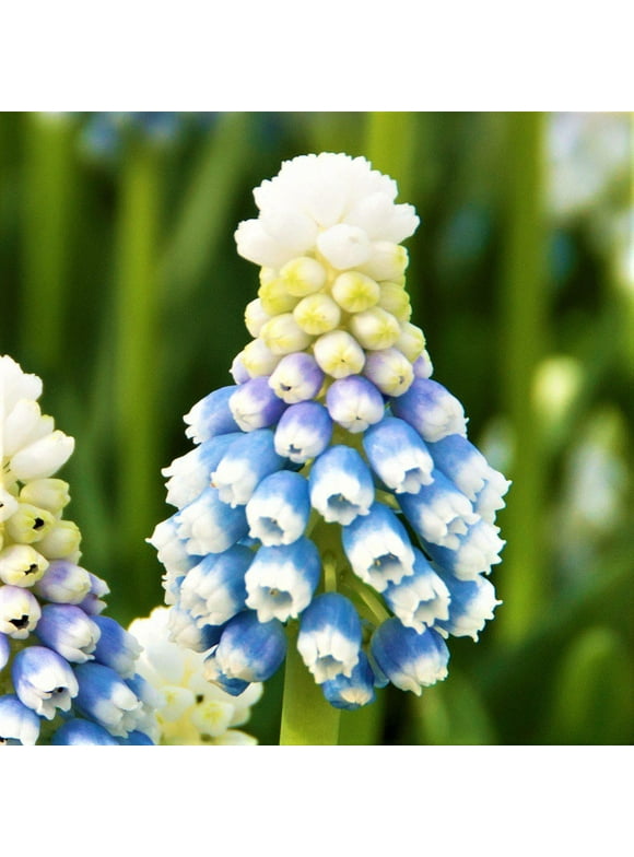 Hyacinth Bulbs in Plant Bulbs - Walmart.com