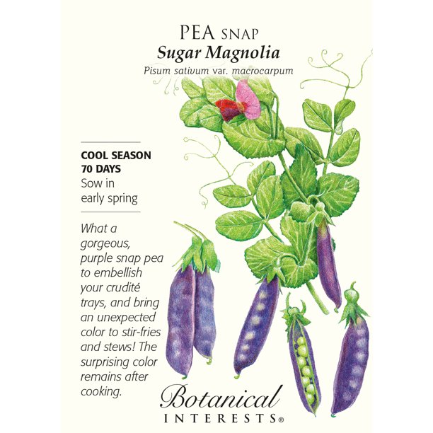 Sugar Pea Plant