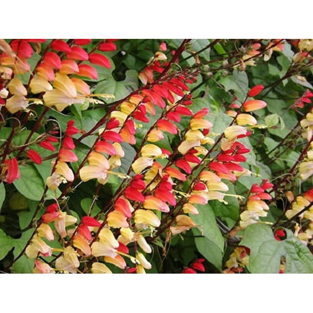 10 FIRECRACKER VINE Flower Mina Lobata Exotic Love Spanish Flag Ipomoea ...