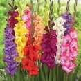 Expert Gardener Gladiolus Mix Set of 16 Dormant Bulbs Multi-Color ...