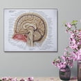 Anatomical Poster Sagittal Section Of Brain In Situ Posters Wall Art ...
