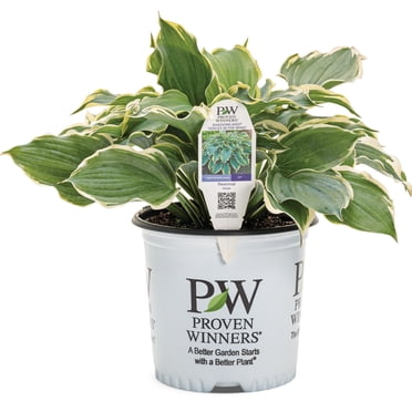 Proven Winners 10" Shadowland 'Sound of Music' Hosta (Hosta hybrid ...