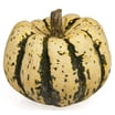 50 Seeds DELICATA SQUASH Striped Sweet Potato Cucurbita Pepo Vegetable ...