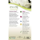 Encore Azalea Autumn Angel (2 Gallon) White Flowering Shrub - Full Sun ...