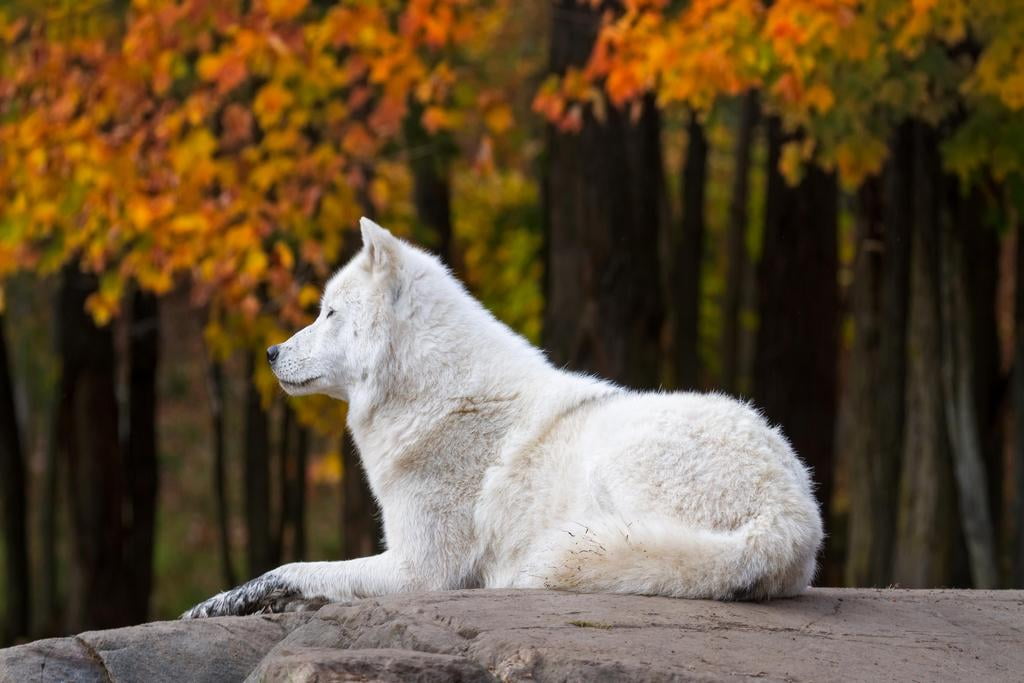 Laminated Arctic Wolf in Fall Season Photo Photograph Wolf Posters For ...