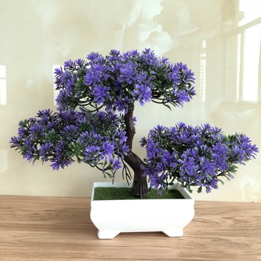 Shooting Star Clerodendrum quadriloculare - Indoors/Out or Bonsai - 2.5 ...