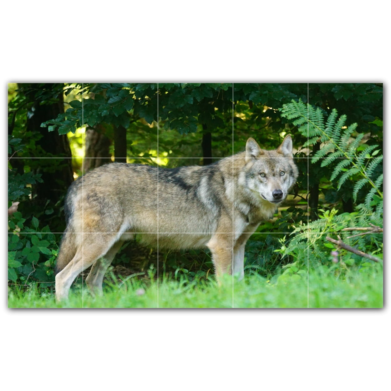 Picture-Tiles.com: Wolf Ceramic Tile Wall Mural WAL501240-53M. 30"W x ...