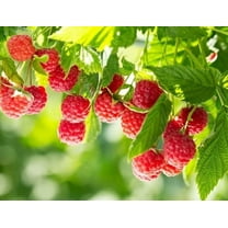 (Best) Latham Raspberry Plants to Grow - Easy to Grow Rooted Plants ...