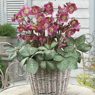 Fire and Ice Hosta - 3 Bare Roots - Green & White Hardy and Shade ...