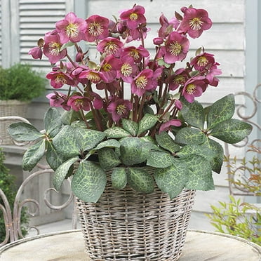 Oochigeas Itoh Peony Dormant Bare Root Flowering Perennial Starter ...