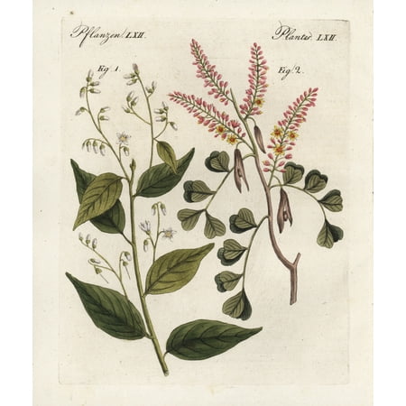 Gum Benjamin Tree And Logwood Poster Print By ® Florilegius Mary Evans ...