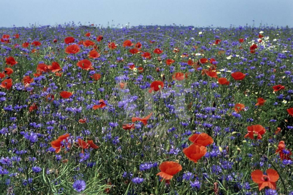Cornflower Field with Common Poppies, Botanical Scenic Unframed ...