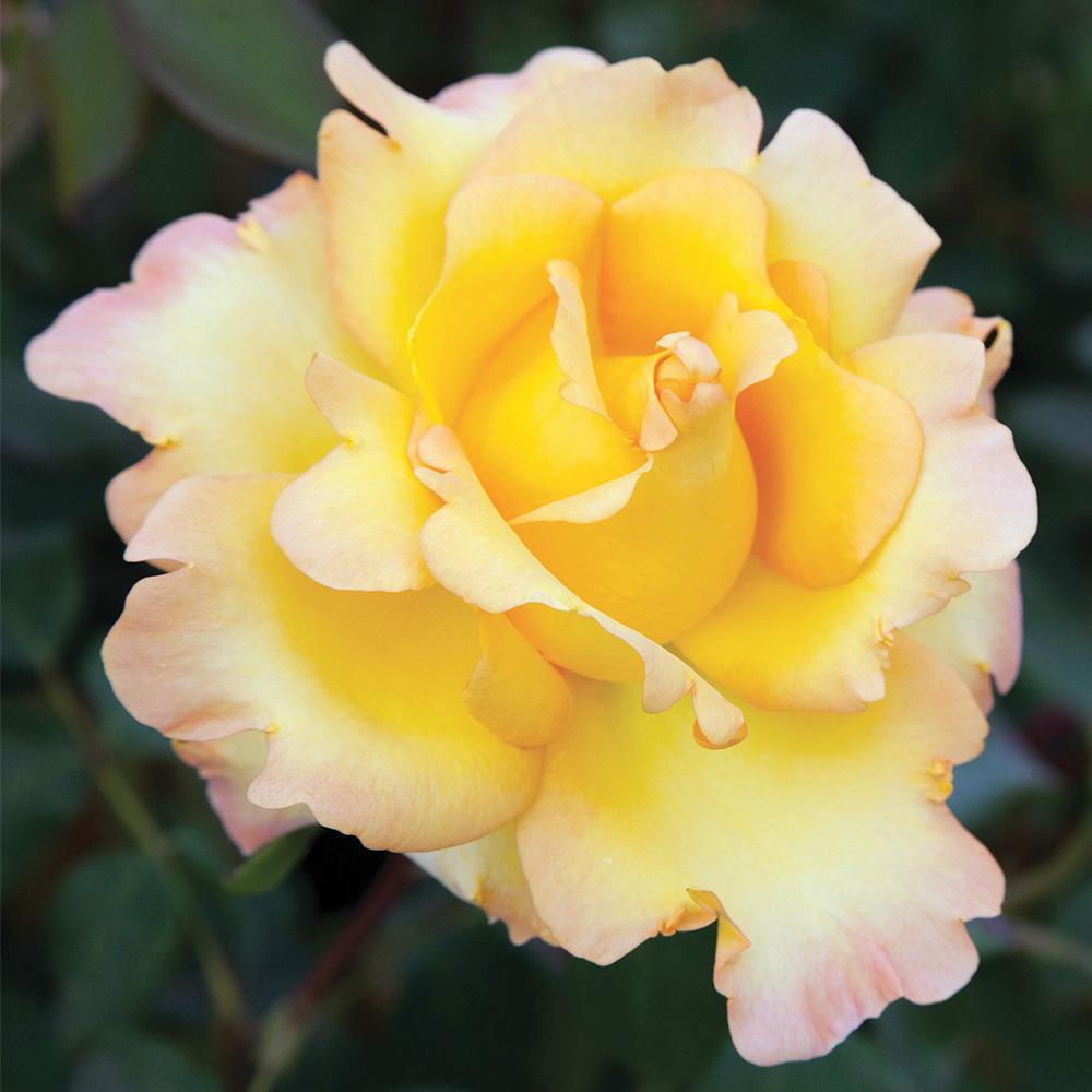 Heirloom Roses - Gold Struck™ Grandiflora Rose Bush - Walmart.com