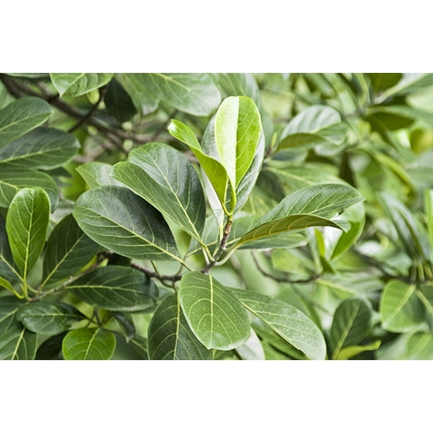 SEEDS -= - Council tree- Rare Fig Tree -20 Seeds Ornamental -- SEED ...