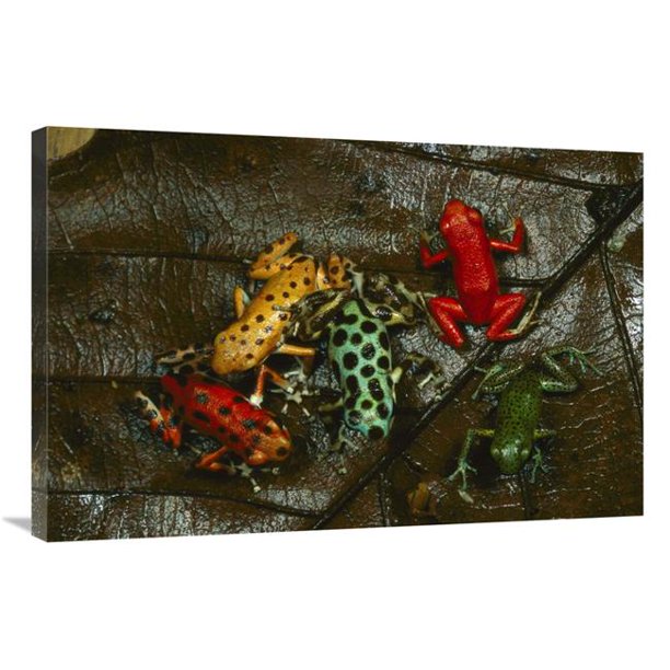 24 x 36 in. Strawberry Poison Dart Frog Color Variations, Bocas Del ...