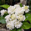 Grand Duke of Tuscany Jasmine Live Plant, Blooming Jasmine Plant Live ...