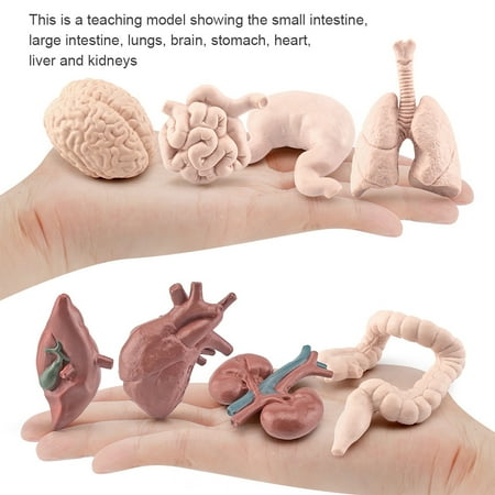 Children Human Organ Model Stomach Tabletop Shelf Decoration Small ...