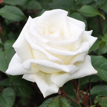 Heirloom Roses - Purple Beauty Hybrid Tea Rose Bush - Fragrant Roses ...