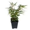"Easy to Grow Pink Mountain Serissa Tree - Live House Plant, Bonsai ...