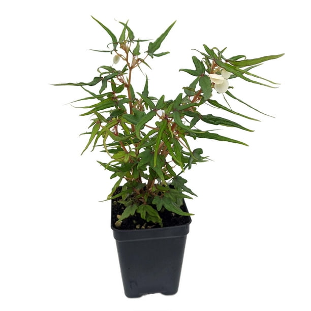 Mini Maple Leaf Begonia Plant - 2.5" Pot - Terrarium/Fairy Garden/House ...