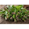 Earthcare Seeds - Prunella Vulgaris Var. Lanceolata 700 Seeds, Heirloom ...