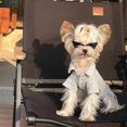 1pc Trendy Pet Fashion Glasses for Cats and Small Dogs - Stylish ...