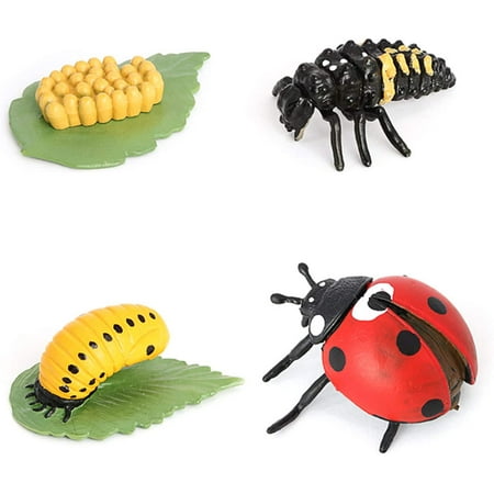 Ladybug Growth Cycle, Animal Growth Cycle Biological Model , Growth ...