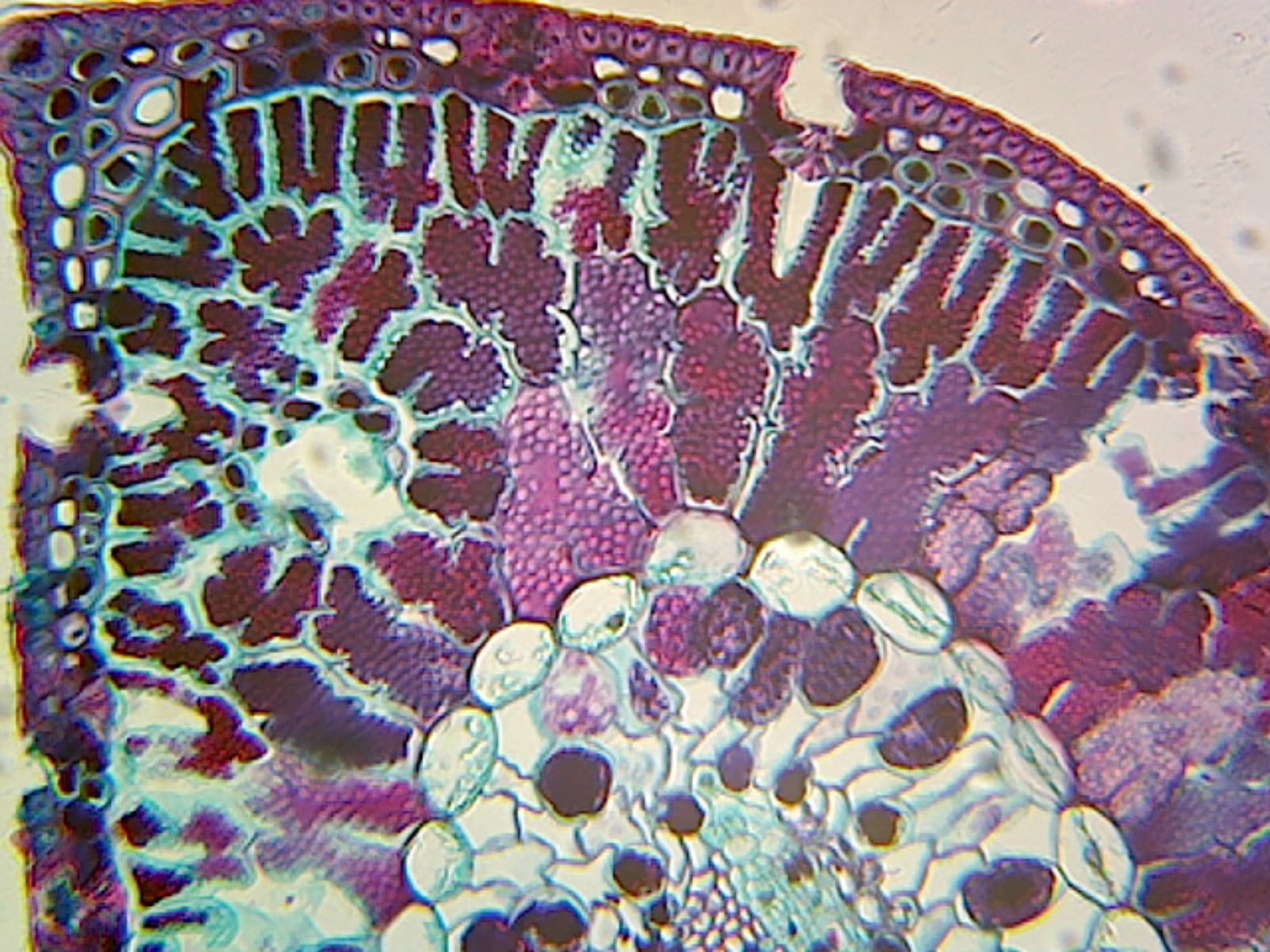 Pine (Gymnosperms) Single-Needle Leaf; Showing Vascular Tissues; Cross ...