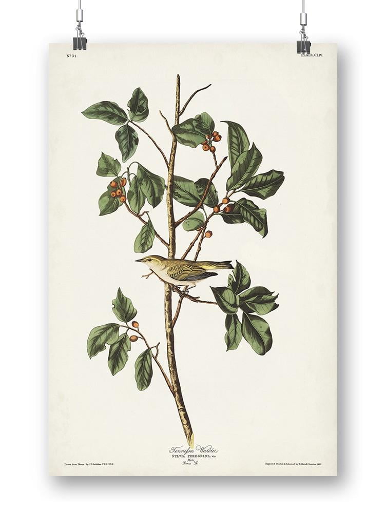 Tenessee Warbler Poster - John James Audubon Designs, - Walmart.com