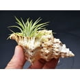 Beautiful Bursa Shell Airplant Kit (Tillandsia) 4-5" Coastal Beach ...