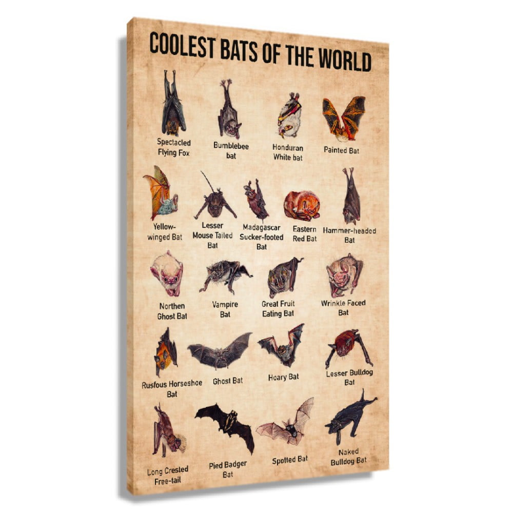 Bat Wall Art Knowledge Poster Educational Wall Art Infographic Poster ...