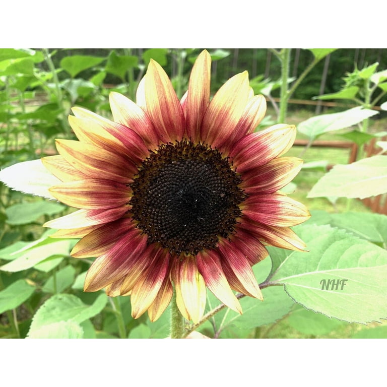 Ruby Eclipse Sunflower