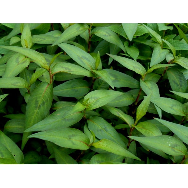 Vietnamese Coriander Plant - rau ram - daun kesom - 3" Pot - Walmart ...