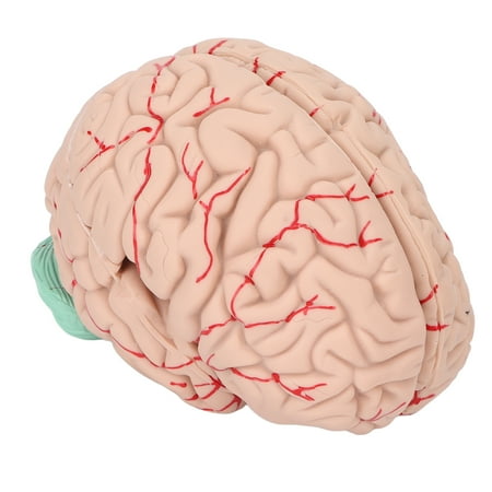 Brain Model, Detailed Brain Anatomy Model PVC Removable For Study ...