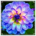 Dahlia Planting--Home Decoration-Beautiful Garden Decoration-Simple to ...